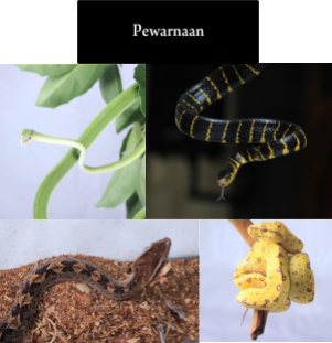Snakes Control - Ariesta