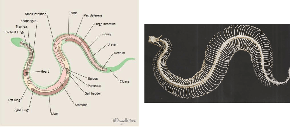 Snakes Control - Ariesta